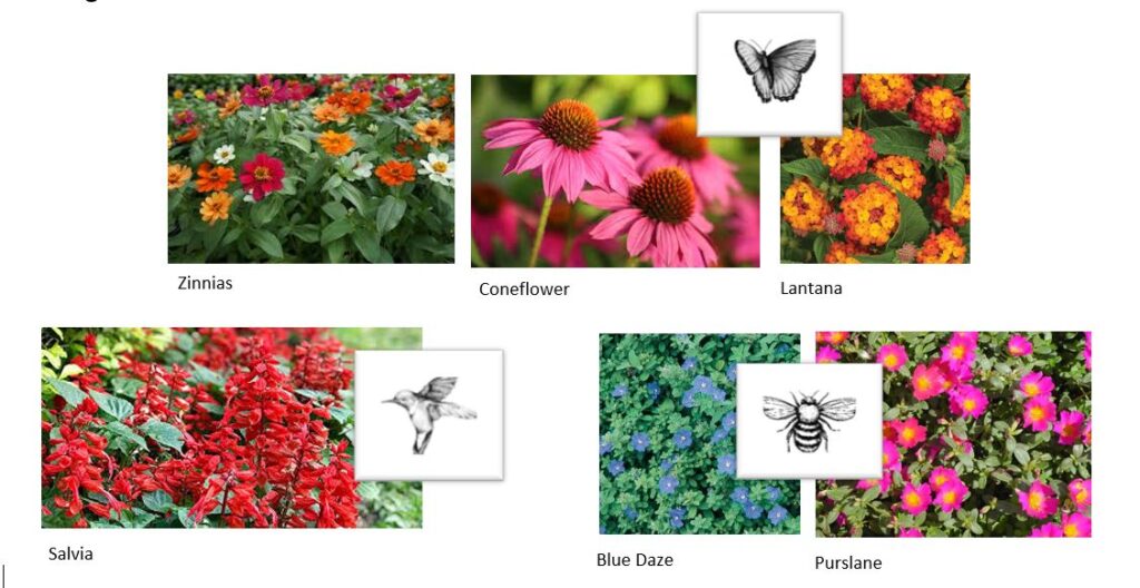 Planting for Pollinators! - The Plant Gallery