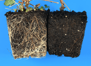How to Fix and Prevent Root Rot - The Plant Gallery