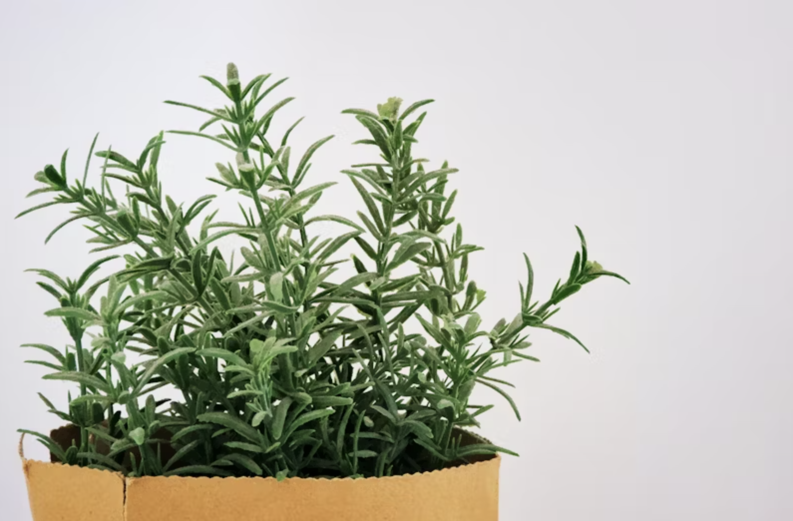 6 Bedroom Plants to Help Ease Insomnia and Sleep Apnea - The Plant Gallery