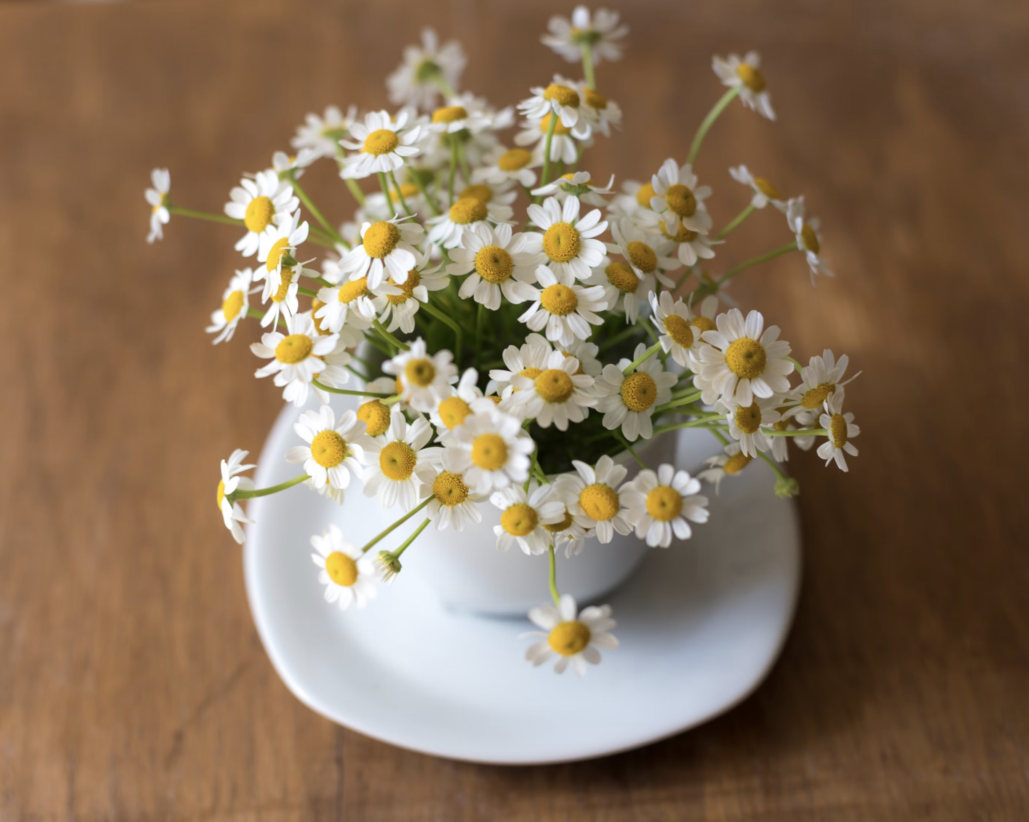 6 Bedroom Plants to Help Ease Insomnia and Sleep Apnea - The Plant Gallery